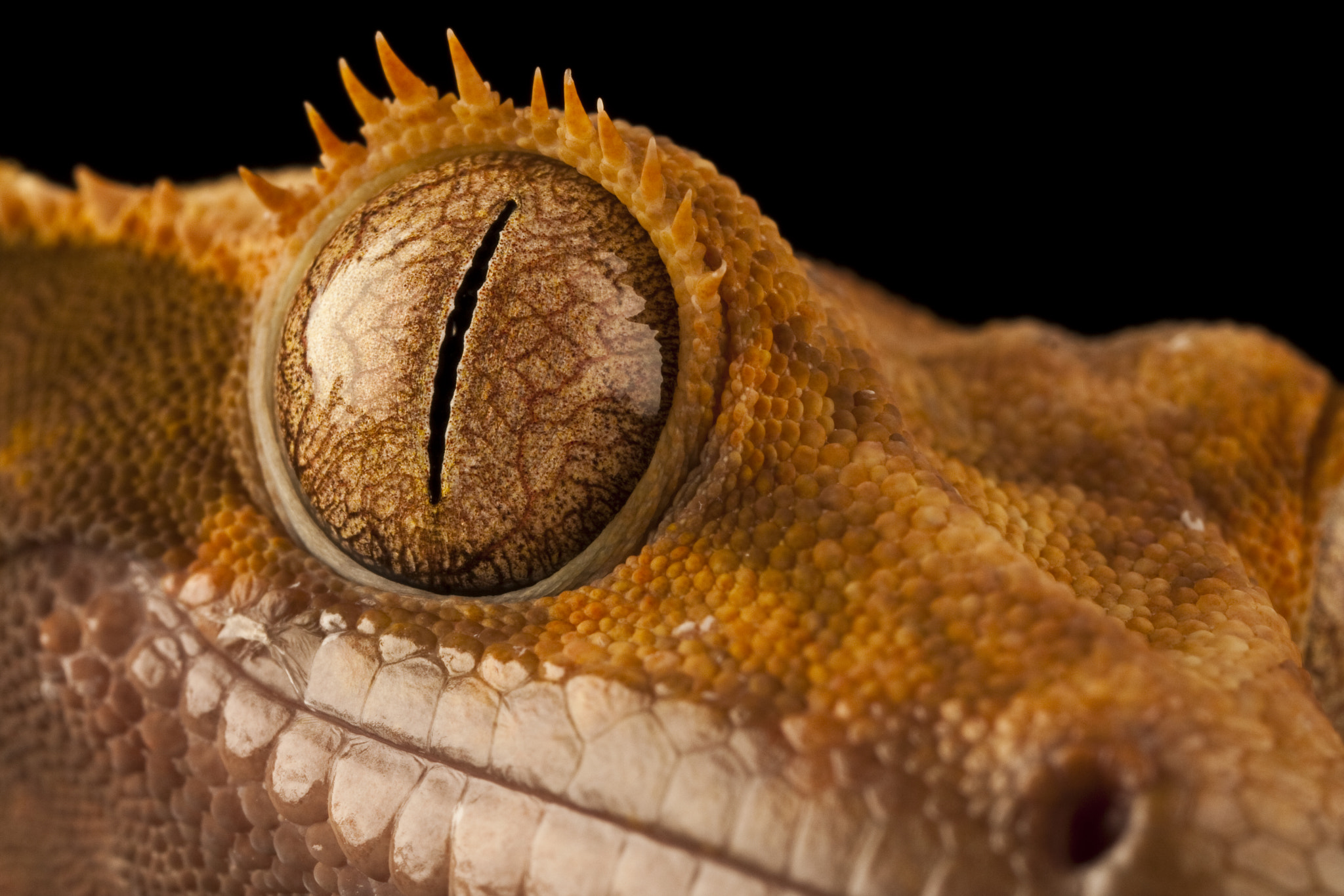 Crested Gecko Eye by Joe Reynolds - Photo 3647493 / 500px