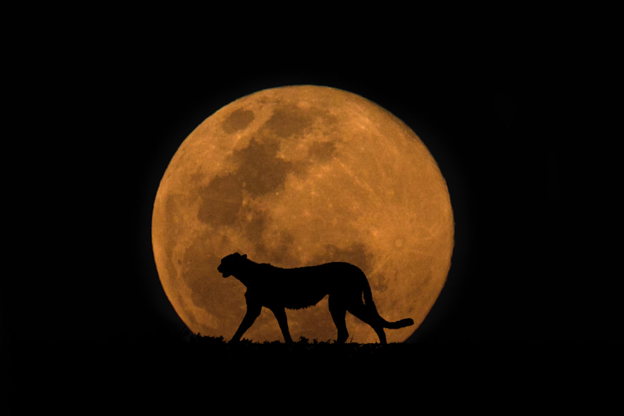 The Cheetah & The Moon by Mario Moreno / 500px