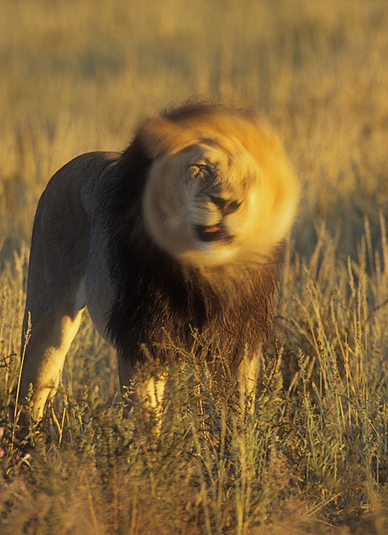 African Lion shaking his head by Charlie Summers / 500px