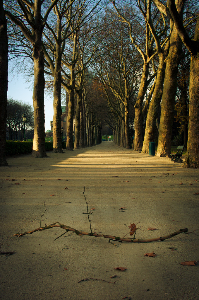 Lane of trees by Stijn De Mulder / 500px