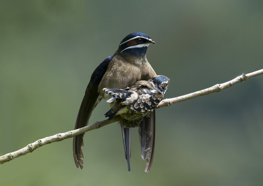 Whiskered Treeswift by Allan Seah / 500px