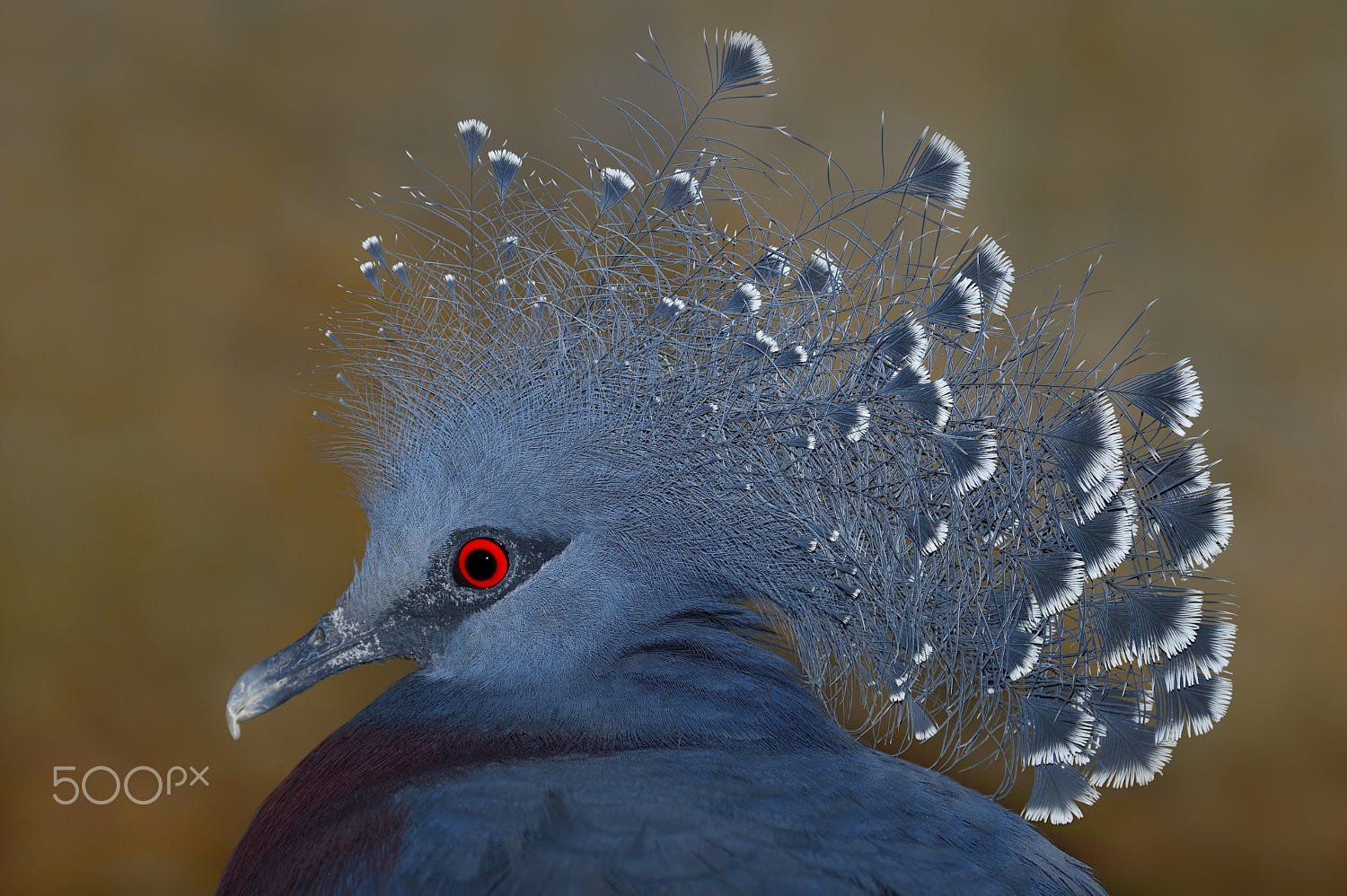 Victoria Crowned Pigeon by Tony Beck / 500px