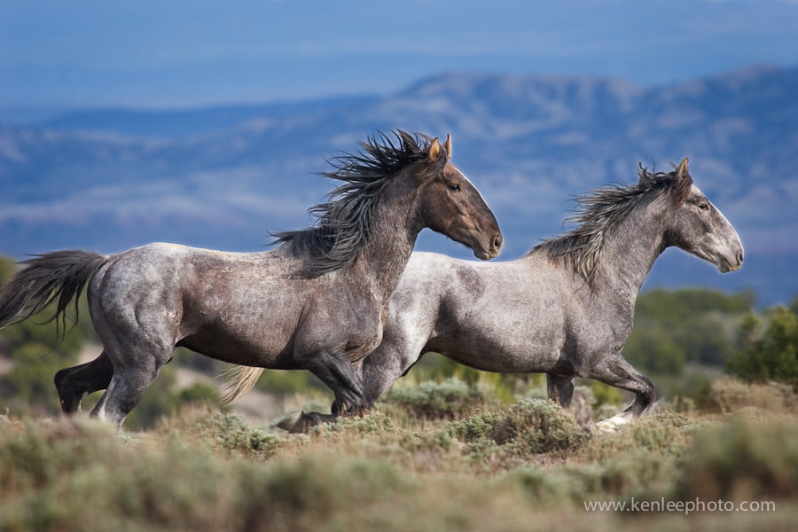 Wild in Colorado by Ken Lee / 500px