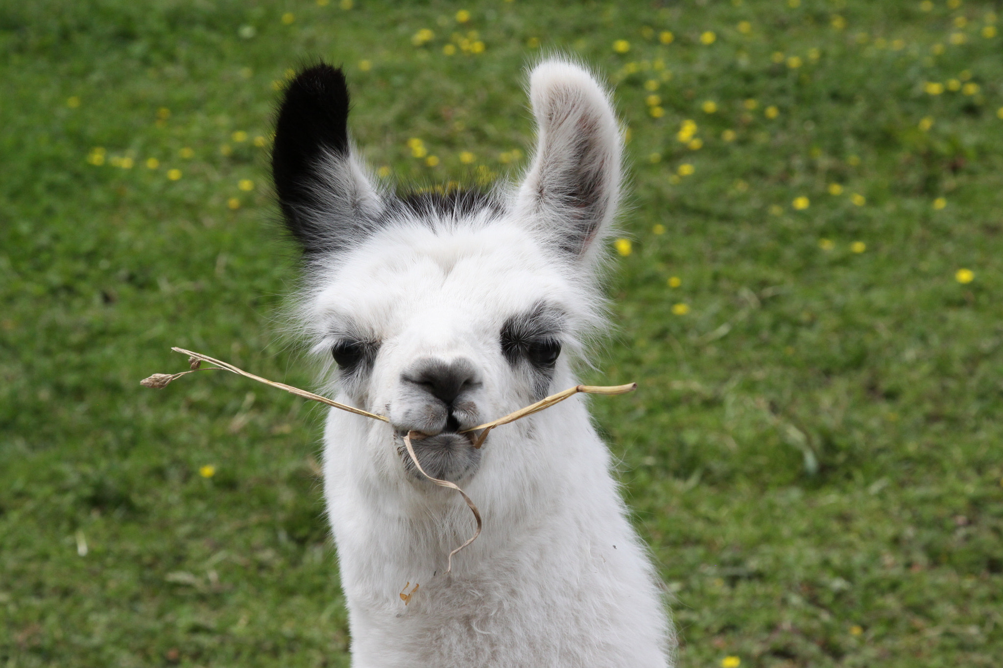 Baby Lama by Bozzetta Gabriele - Photo 37283364 / 500px