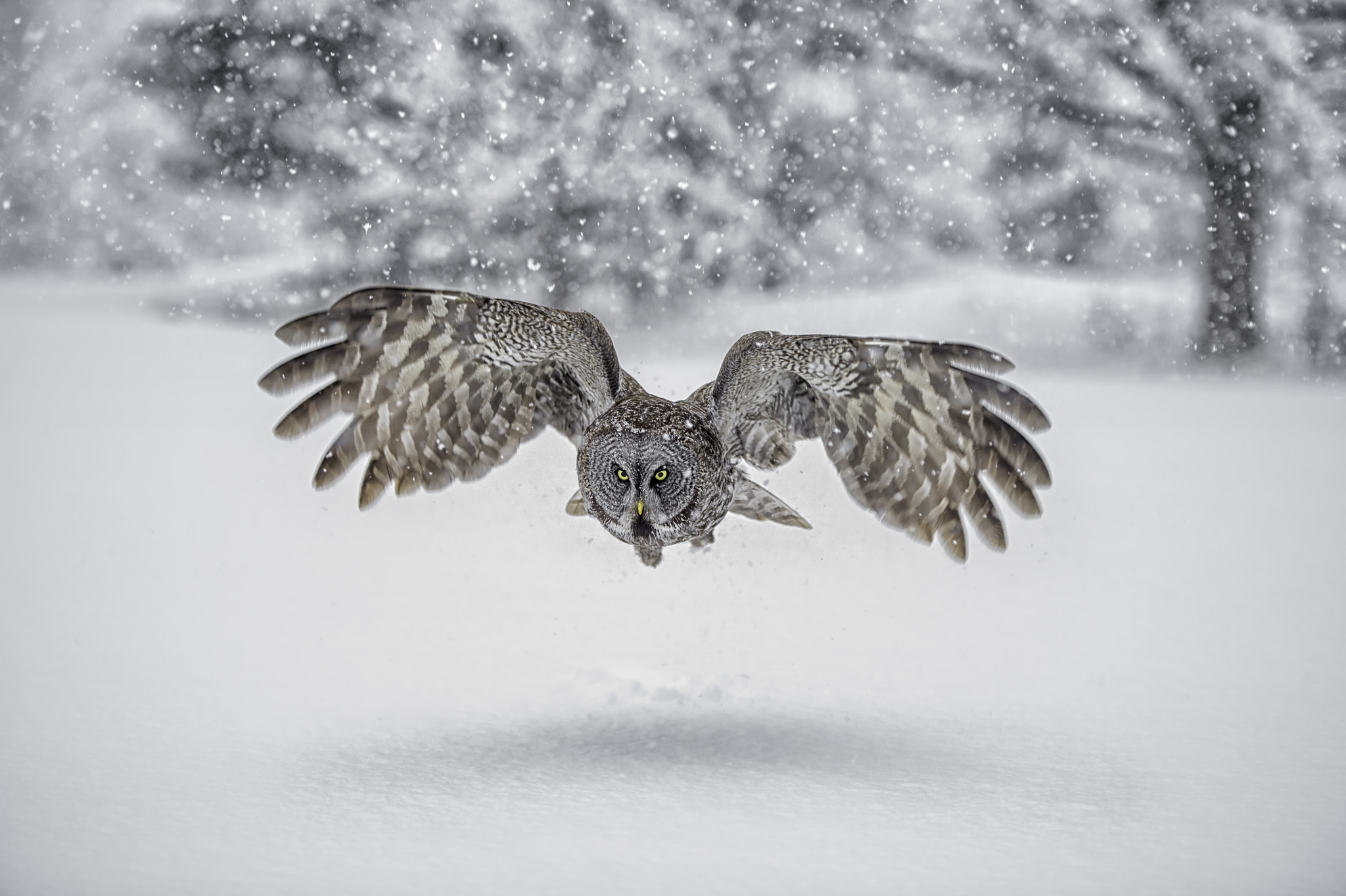 Presence by Daniel Parent / 500px
