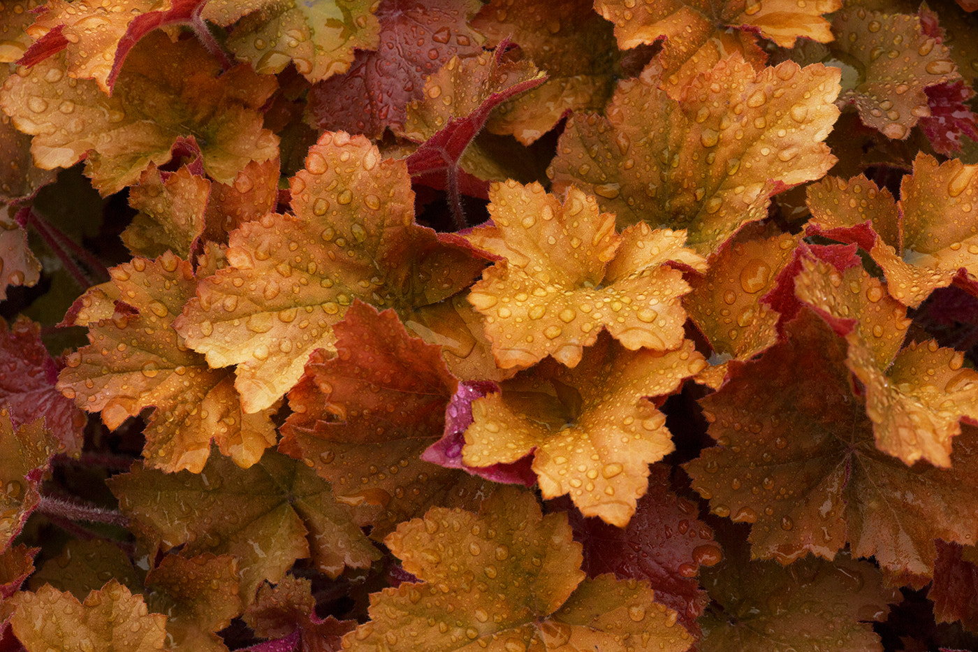 Caramel Coral Bells by Rob Smith / 500px