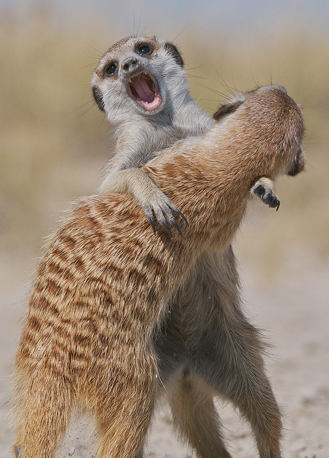 Meerkat Dance by Sean Crane / 500px