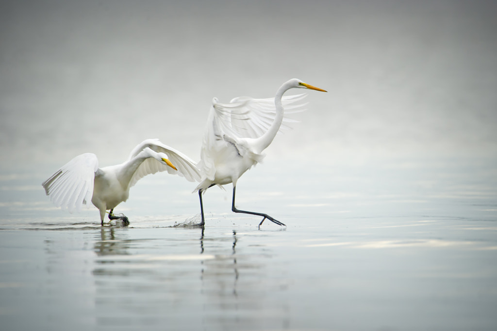 Rivals by Daniel Parent / 500px