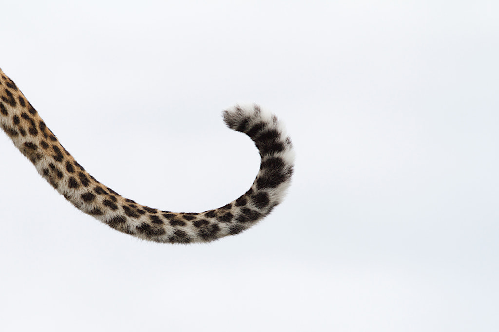 Leopard Tail. by Gary Parker / 500px