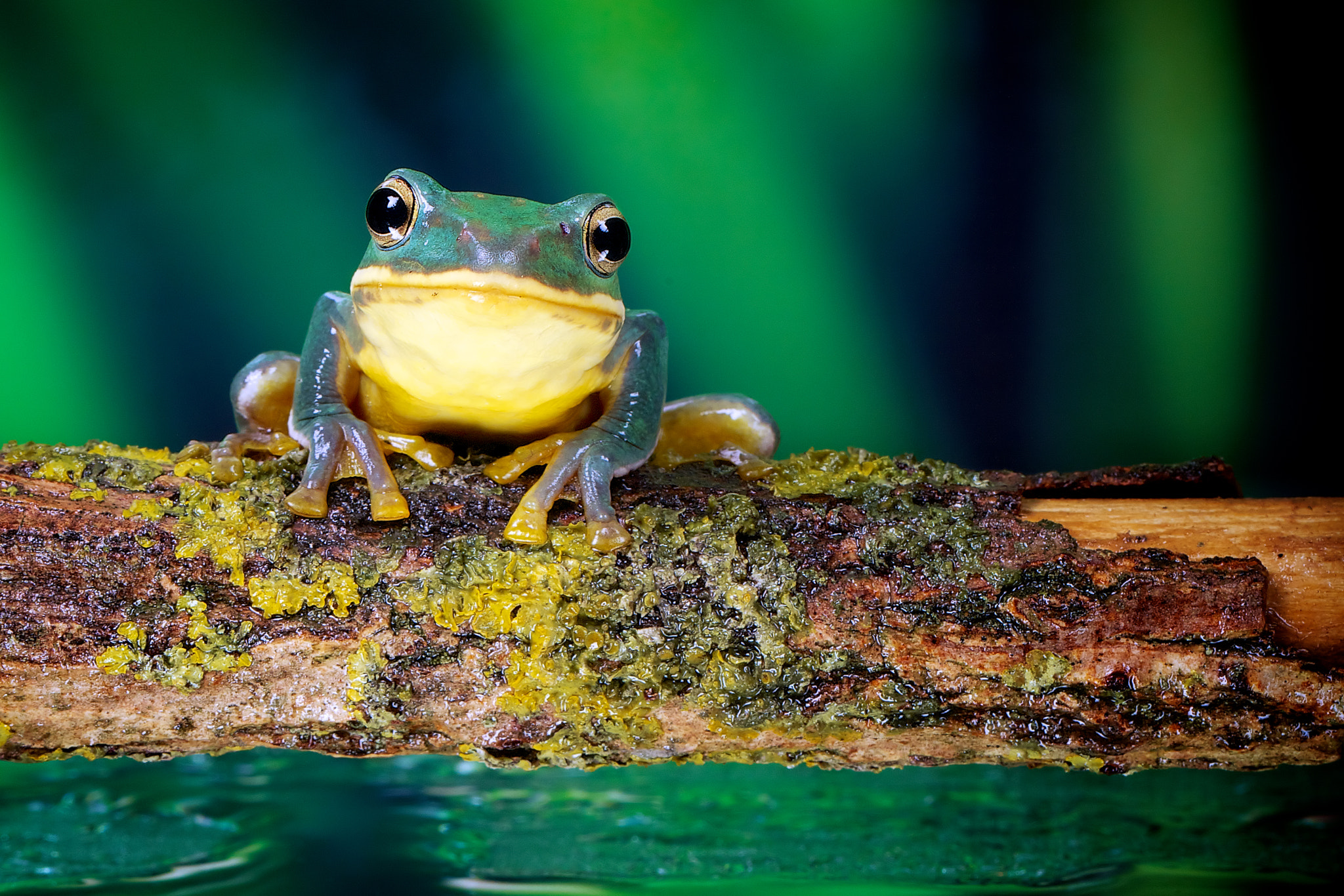 fred the frog by Mark Bridger / 500px