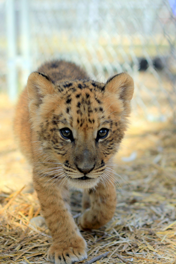 Liger cub by Srinivas Dommety / 500px