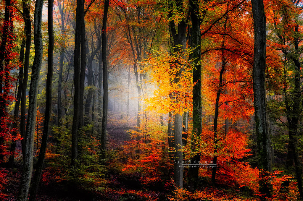 Light Colors by Philippe Sainte-Laudy / 500px