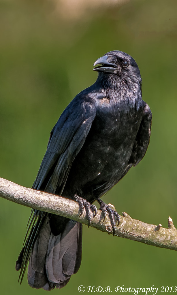Fish Crow by Harold Begun / 500px