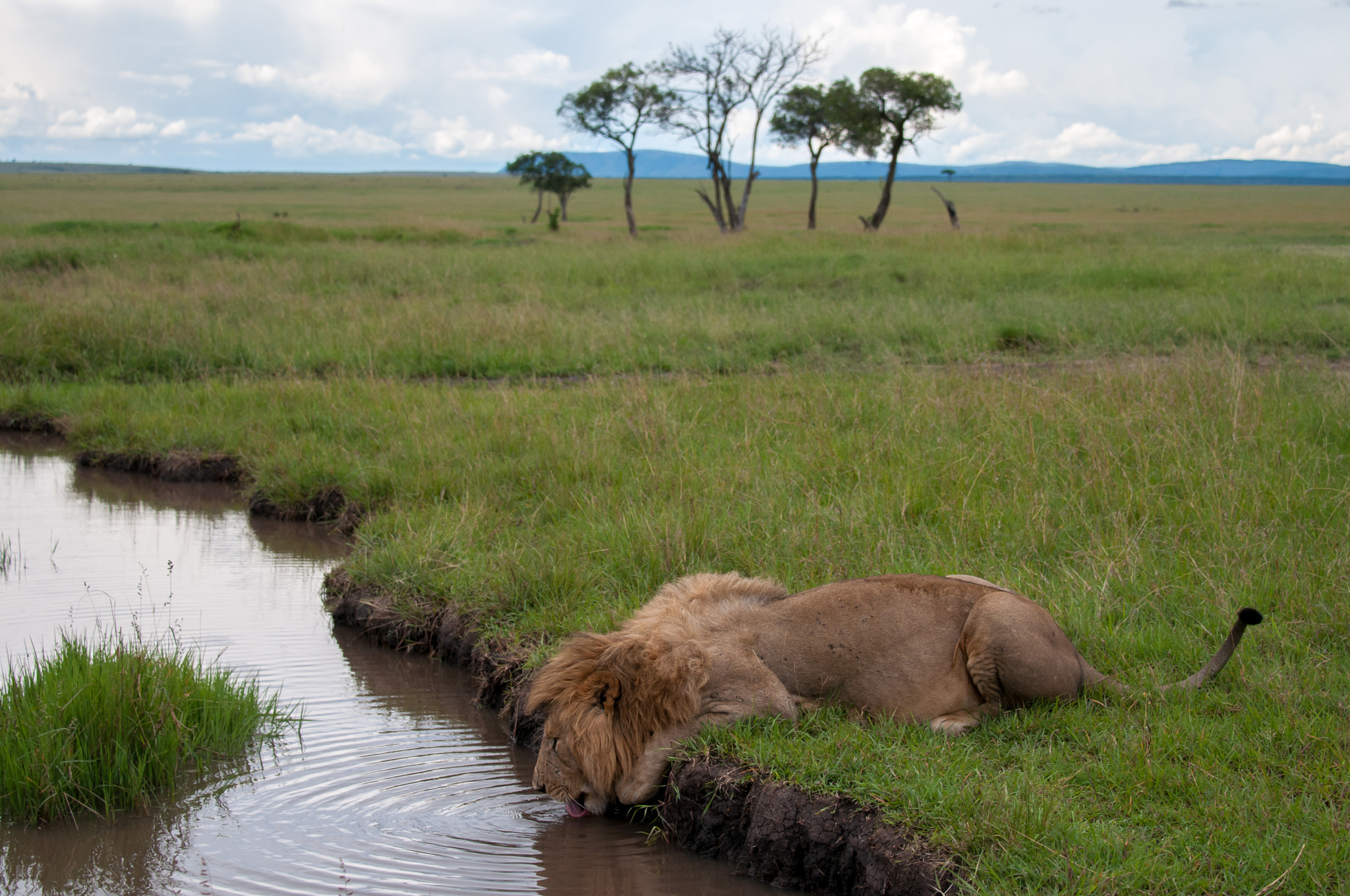 Thirsty Lion by Dale Johnson | 500px