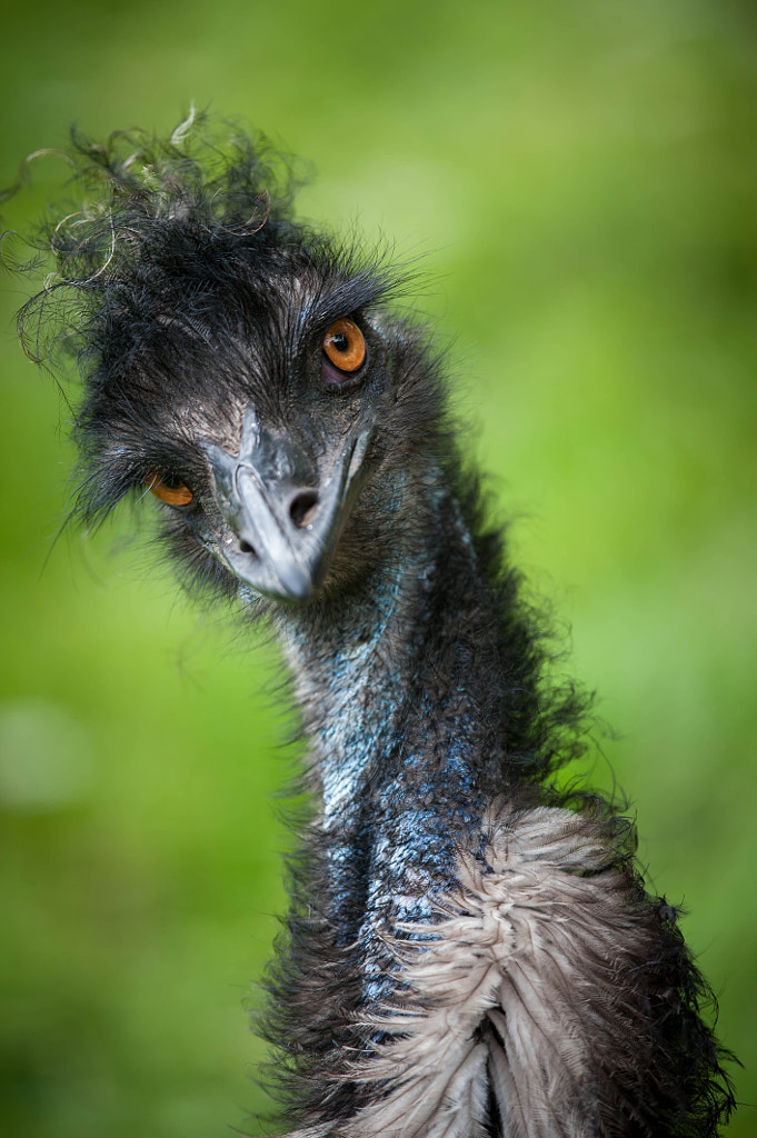 Stylish Emu by Justin Lo / 500px