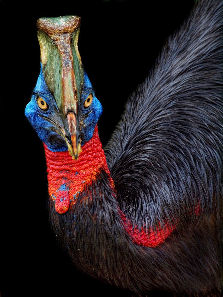 bird of avatar by Irawan Subingar / 500px