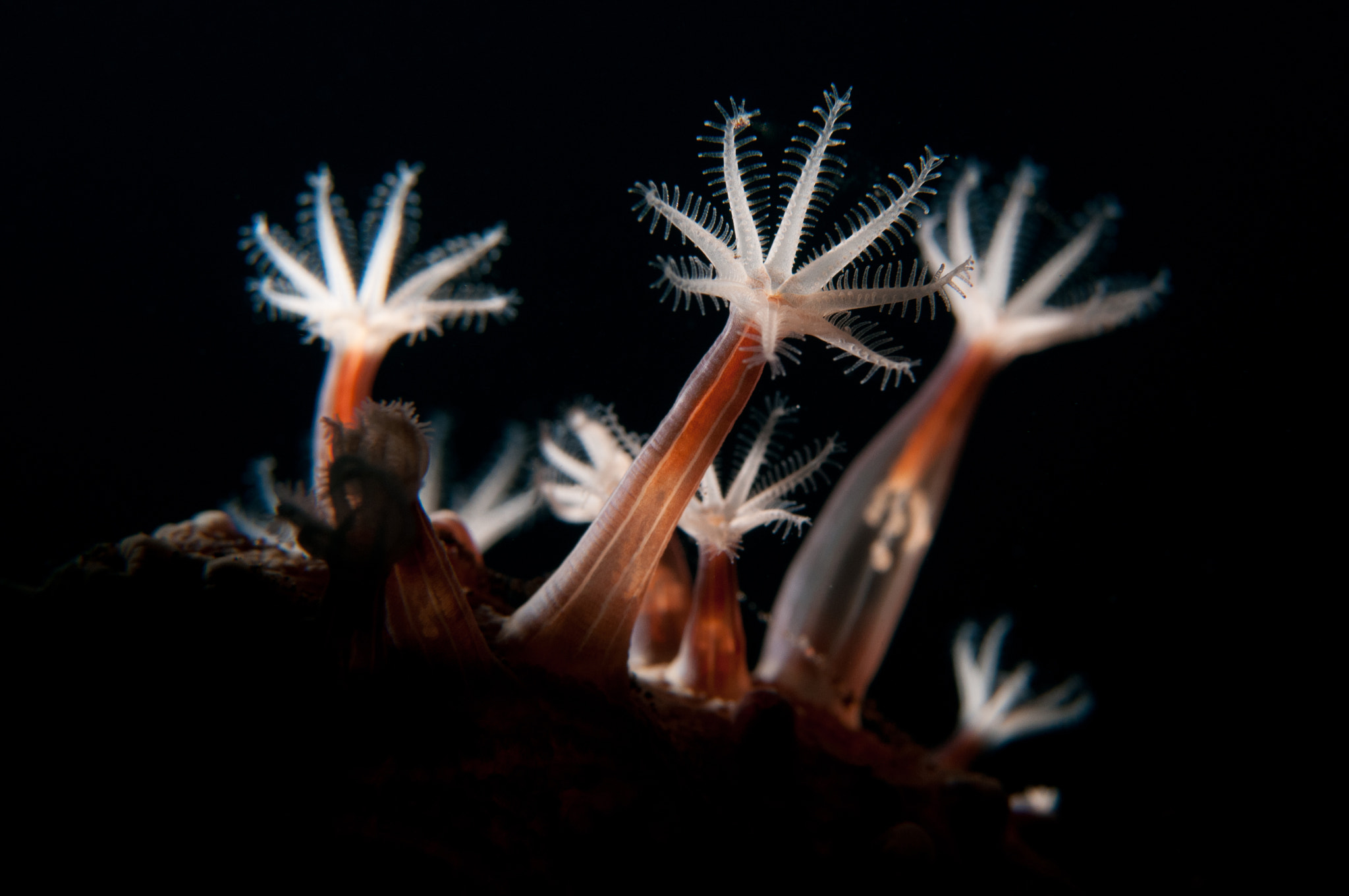 Octocorallia Close-Up by Pash Baker - Photo 3845672 / 500px