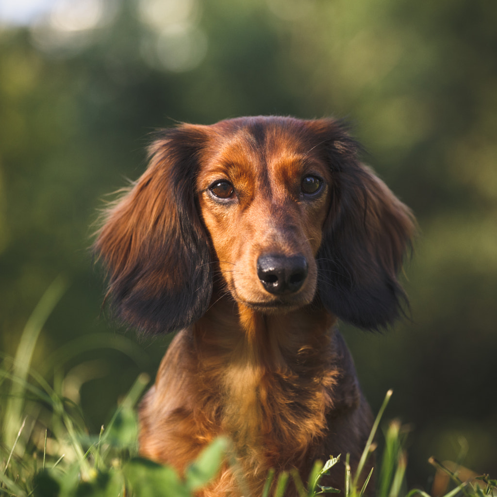 Dachshund Portrait by Artem Sapegin / 500px