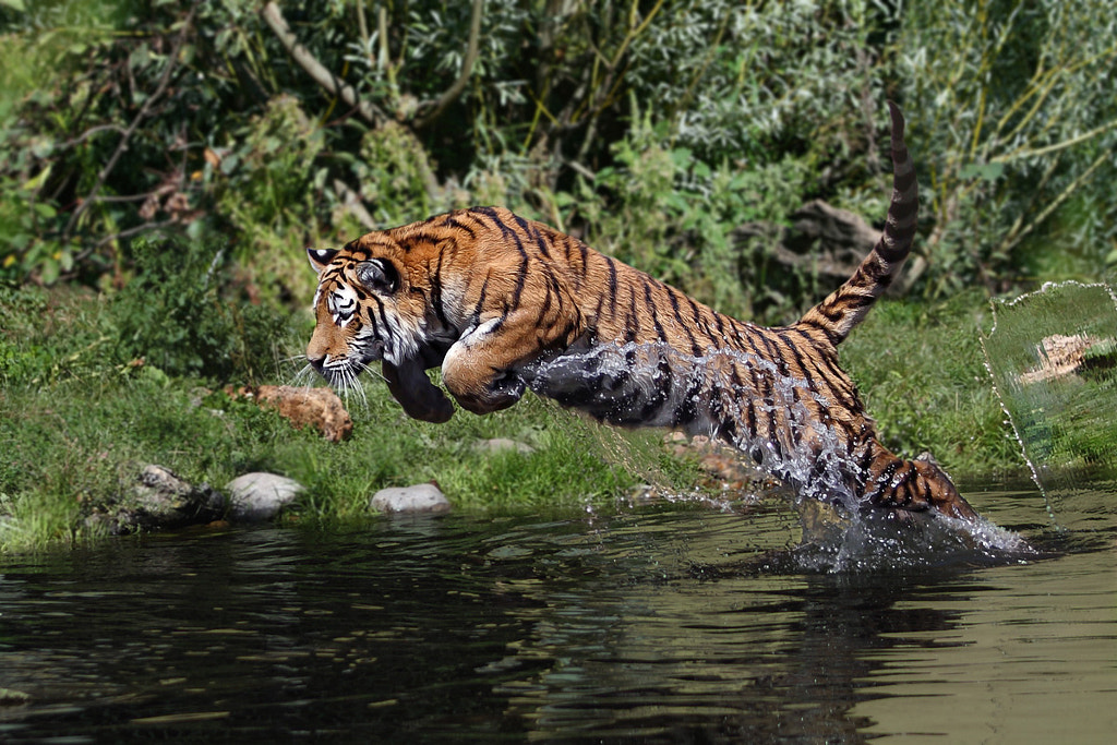 Tiger attack by Helmut Lager / 500px