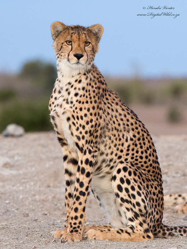 Cheetah Portrait by Hendri Venter / 500px
