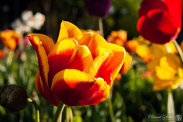 Al-Hamdu li-llâh (la louange (est) à Dieu) by Clément Ghides / 500px