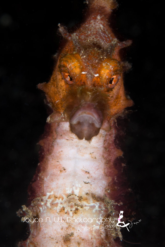 Seahorse front face by Joyce Ng / 500px
