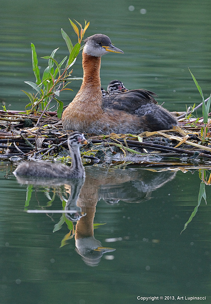 Nesting Red Neck Grebes by Art Lupinacci PHOTOGRAPHY / 500px
