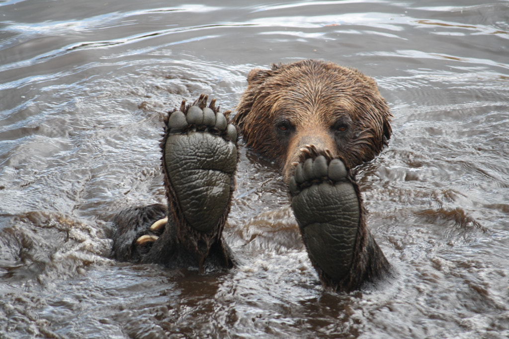 Grizzly Bear Feet by Rose Smith / 500px