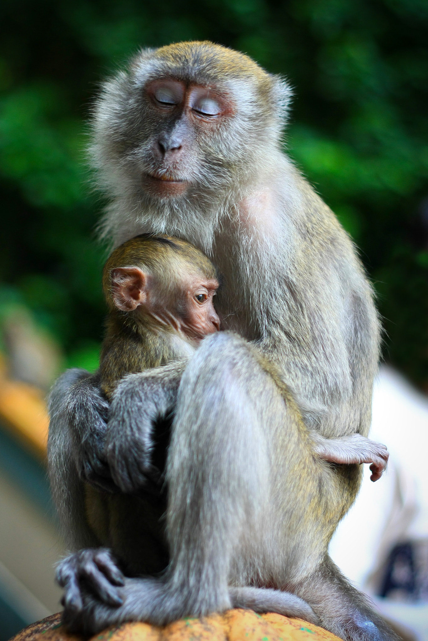 Monkey, closed eyes by Lucian Armasu / 500px