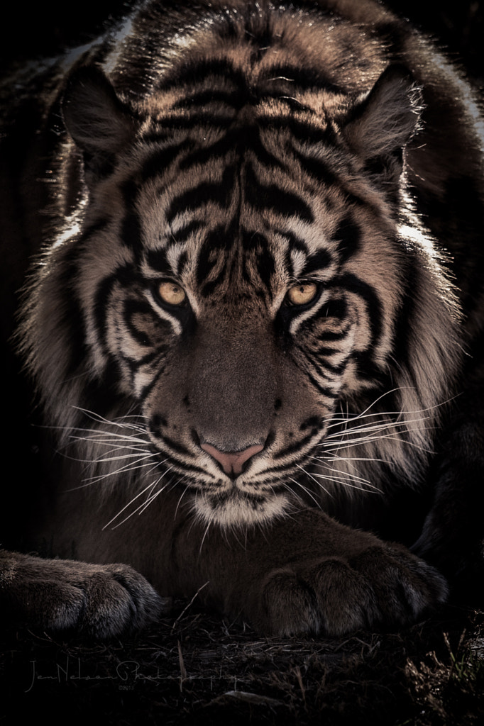 tiger portrait 2 by Jen Nelson / 500px