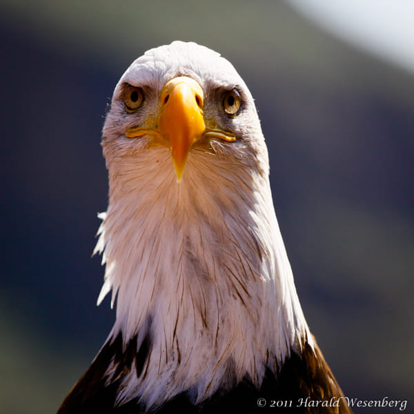 American Bald Eagle by Harald Wesenberg | 500px
