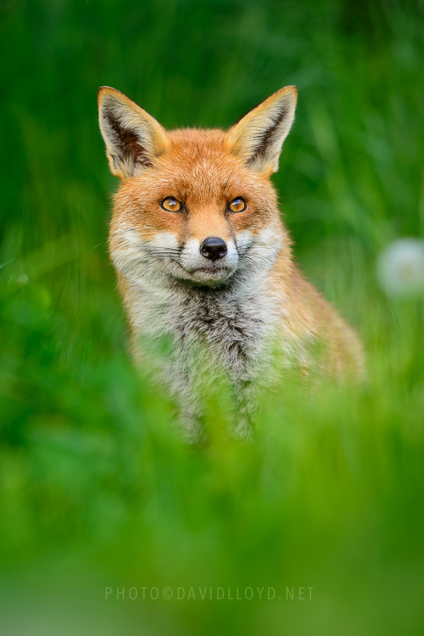 Red Fox by David Lloyd / 500px