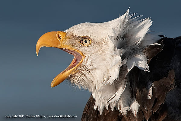 Bald Eagle screaming by Charles Glatzer | 500px