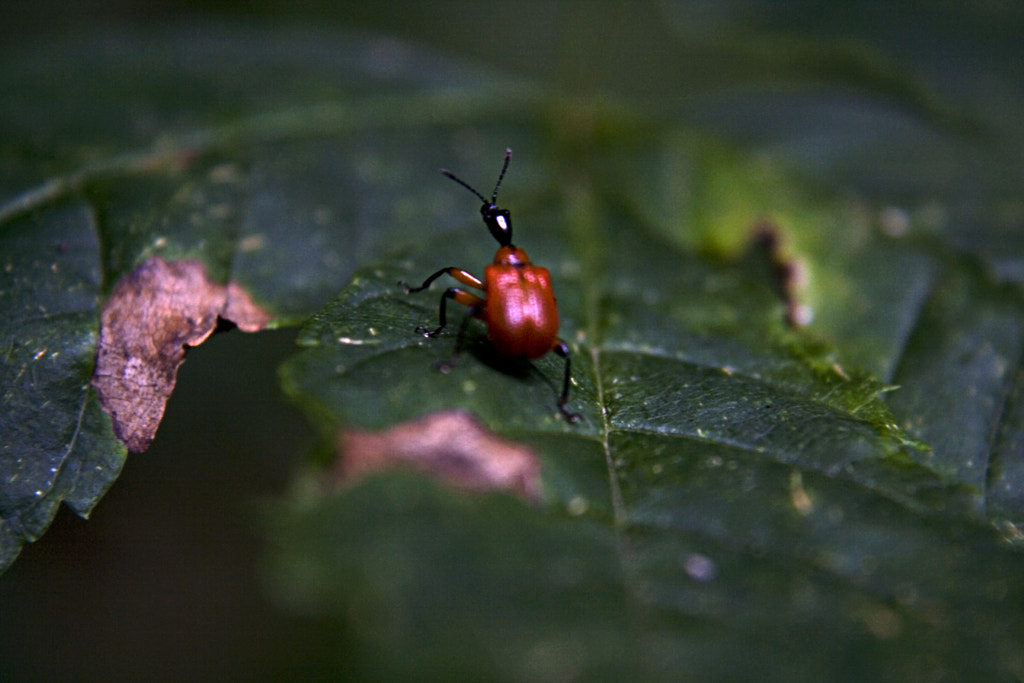 Apoderus coryli - dancing by Antonio Greco / 500px
