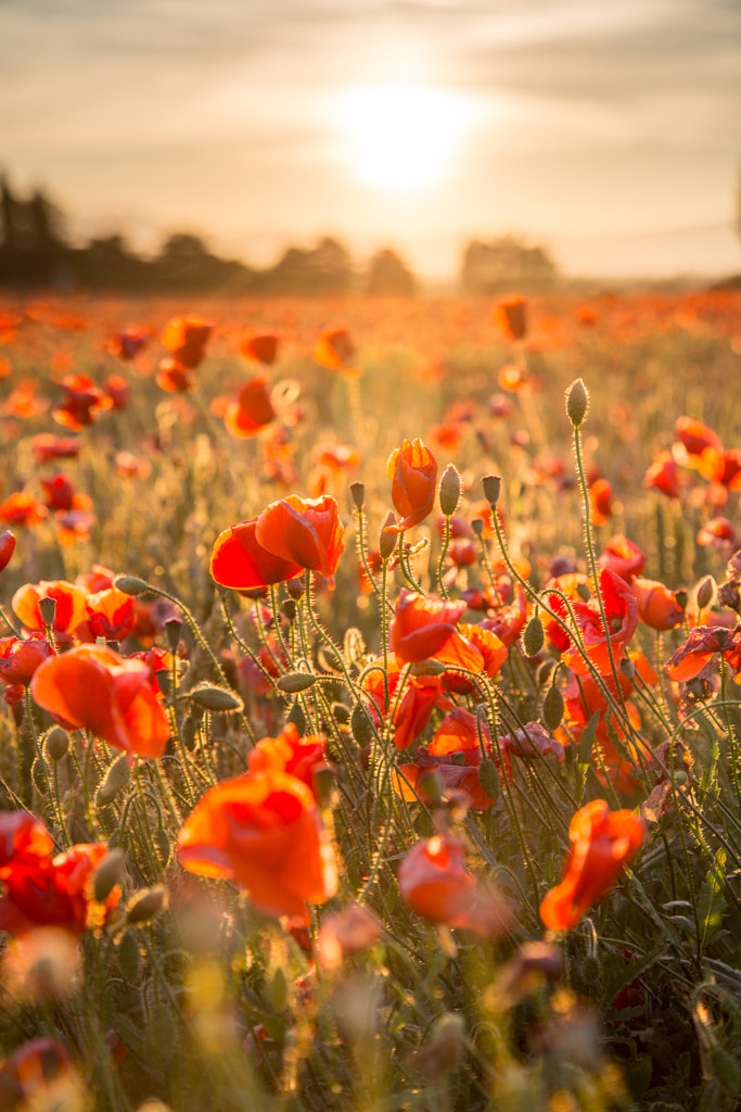 Summer breeze by Jokin Romero / 500px