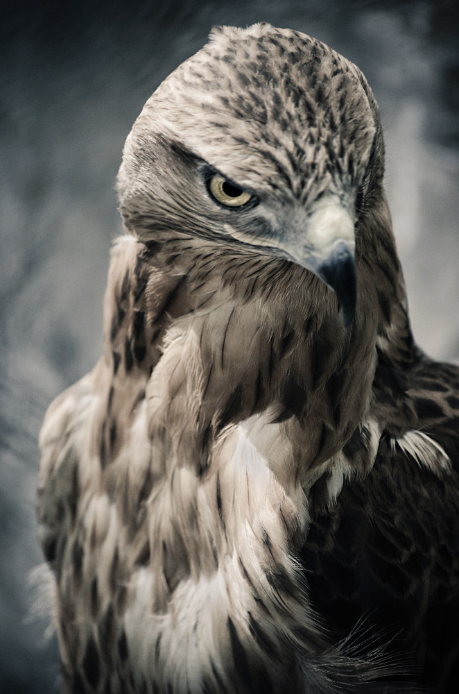 Persian gold eagle by Sina Salimi / 500px