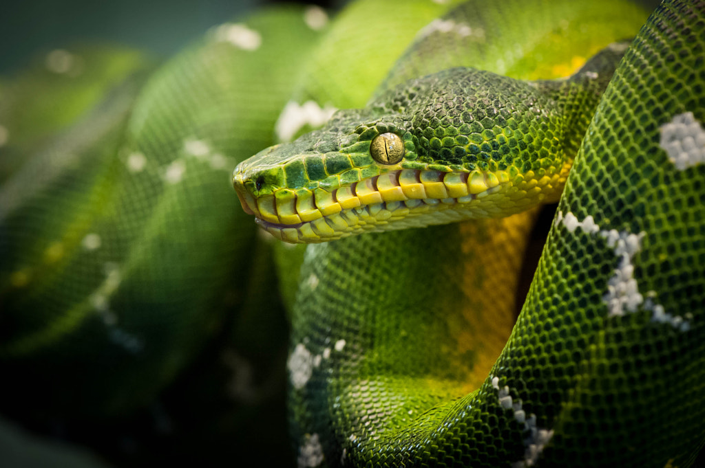 Emerald Tree Boa by Justin Lo / 500px