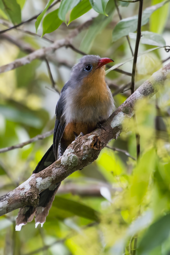 Black-bellied Makolha by Allan Seah / 500px