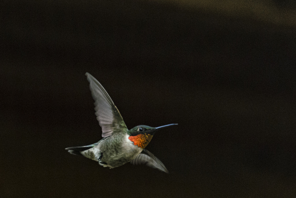 Male Ruby-Throated Hummingbird by Bill Ford-Smith / 500px