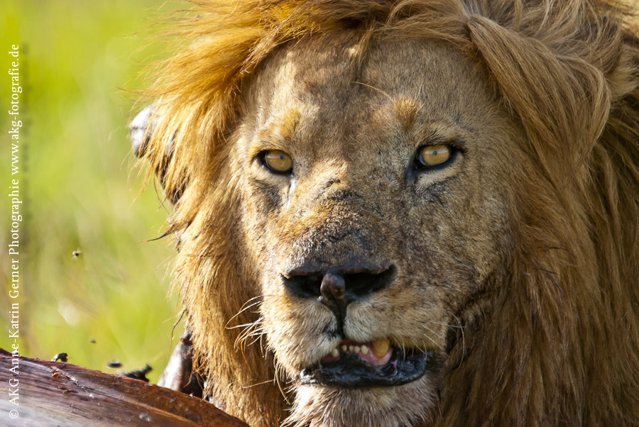 Notch 2 from the Notch lion coalition by Anne-Katrin Gerner - Photo ...