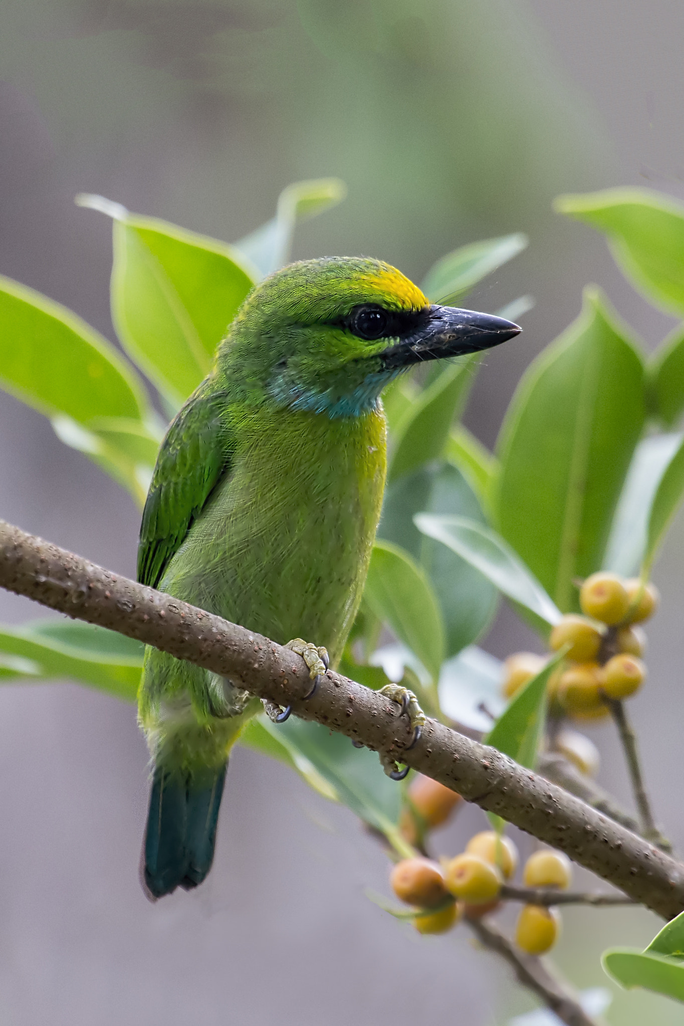 Yellow-crowned Barbet by Allan Seah | 500px