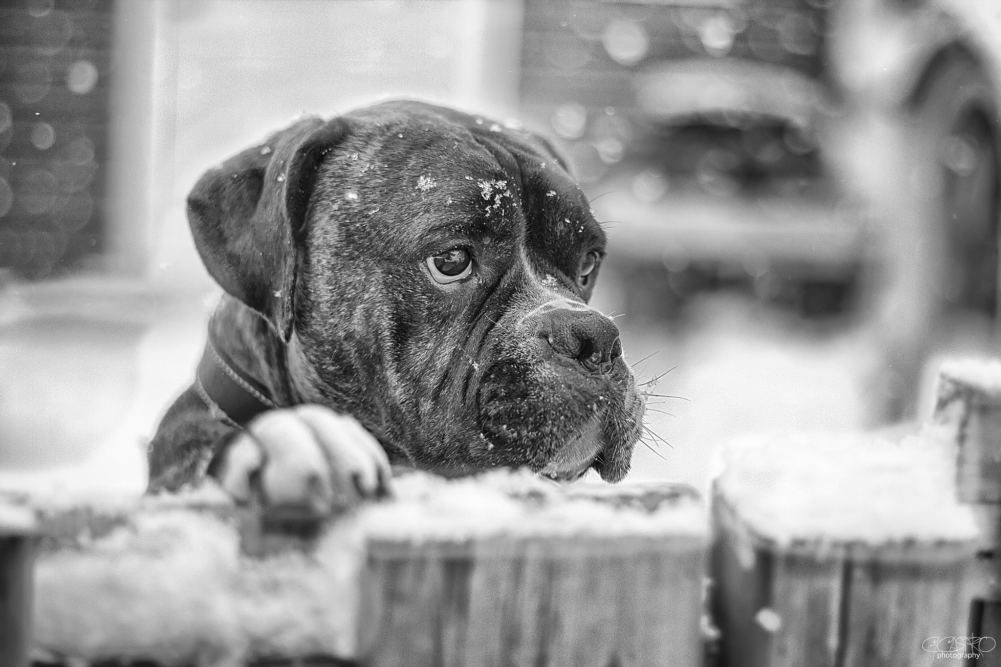 Dog in the snow by Guillermo Castro / 500px