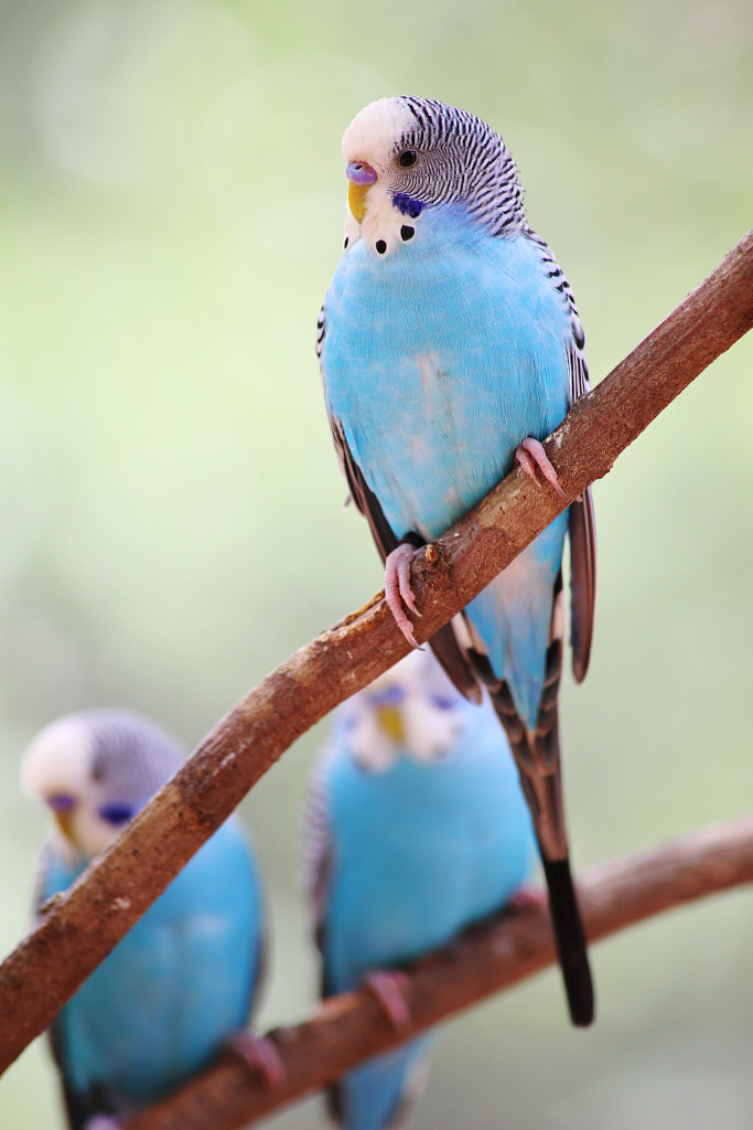 Birds Parakeets by Aric Jaye / 500px