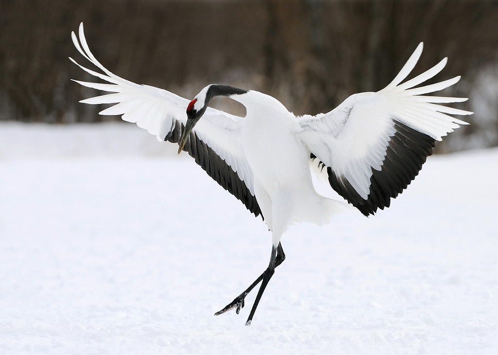 Gracefully by Harry Eggens / 500px