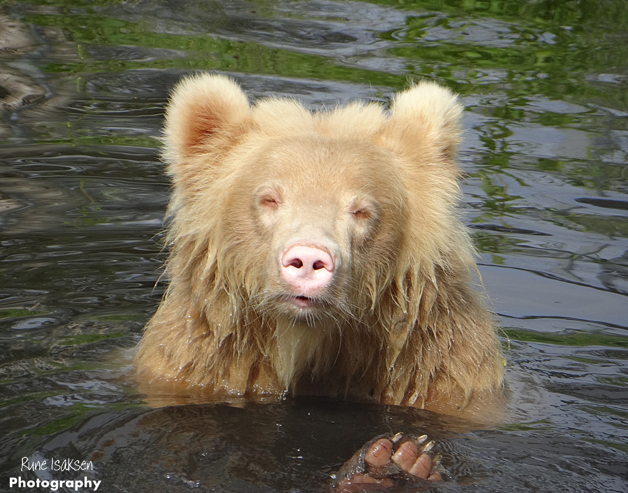 "Salt" - the albino brown bear by Rune Isaksen - Photo 41307226 / 500px