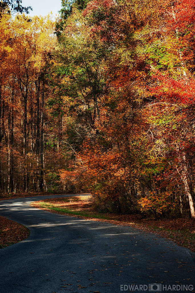 Forest Road by Edward Harding / 500px