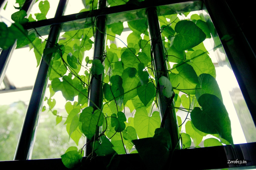 Green window by Lingfeng Yang / 500px