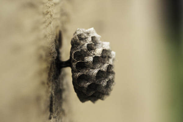 Forgotten Nest by Jen Bars | 500px