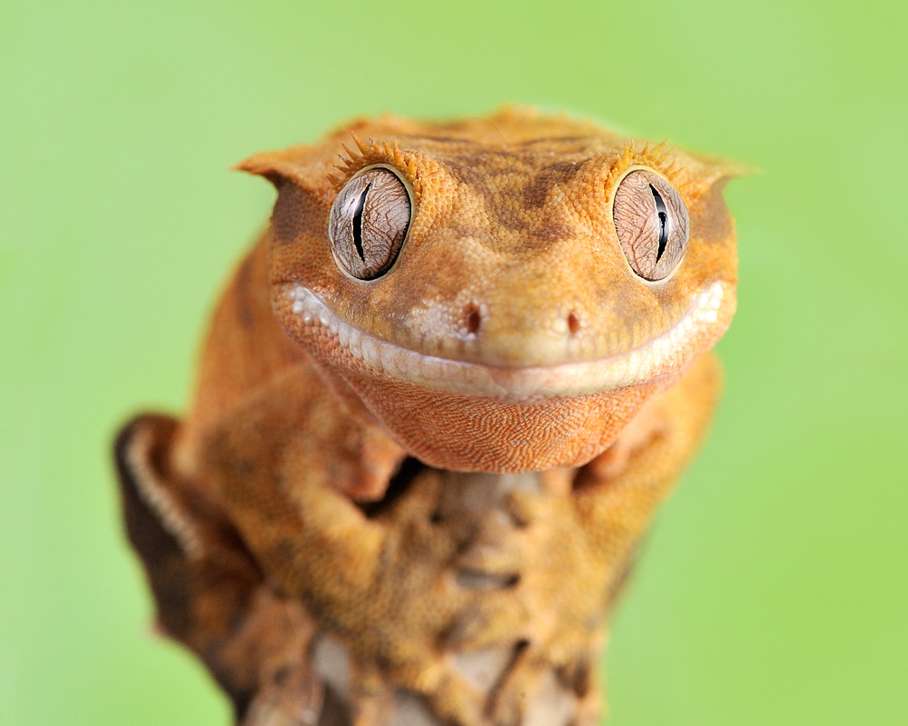 Crested Gecko by Piotr Krzyzanowski - Photo 42129808 / 500px