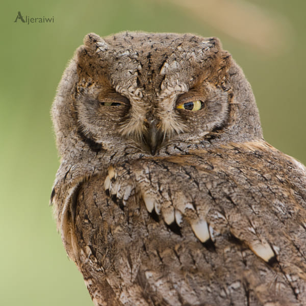 Arabian Scops Owl by aaljeraiwi | 500px
